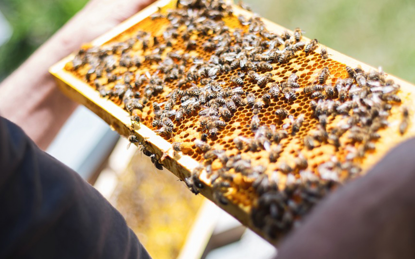 Plan Bee - beekeepers nurturing nature amid Seoul’s concrete jungle ...